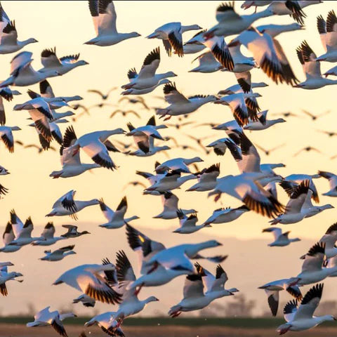 Wildlife & Bird Watching – triQUIP Sports